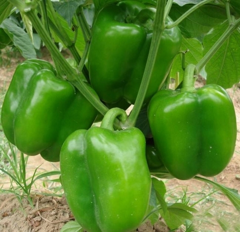 Products | Ardour Seeds India