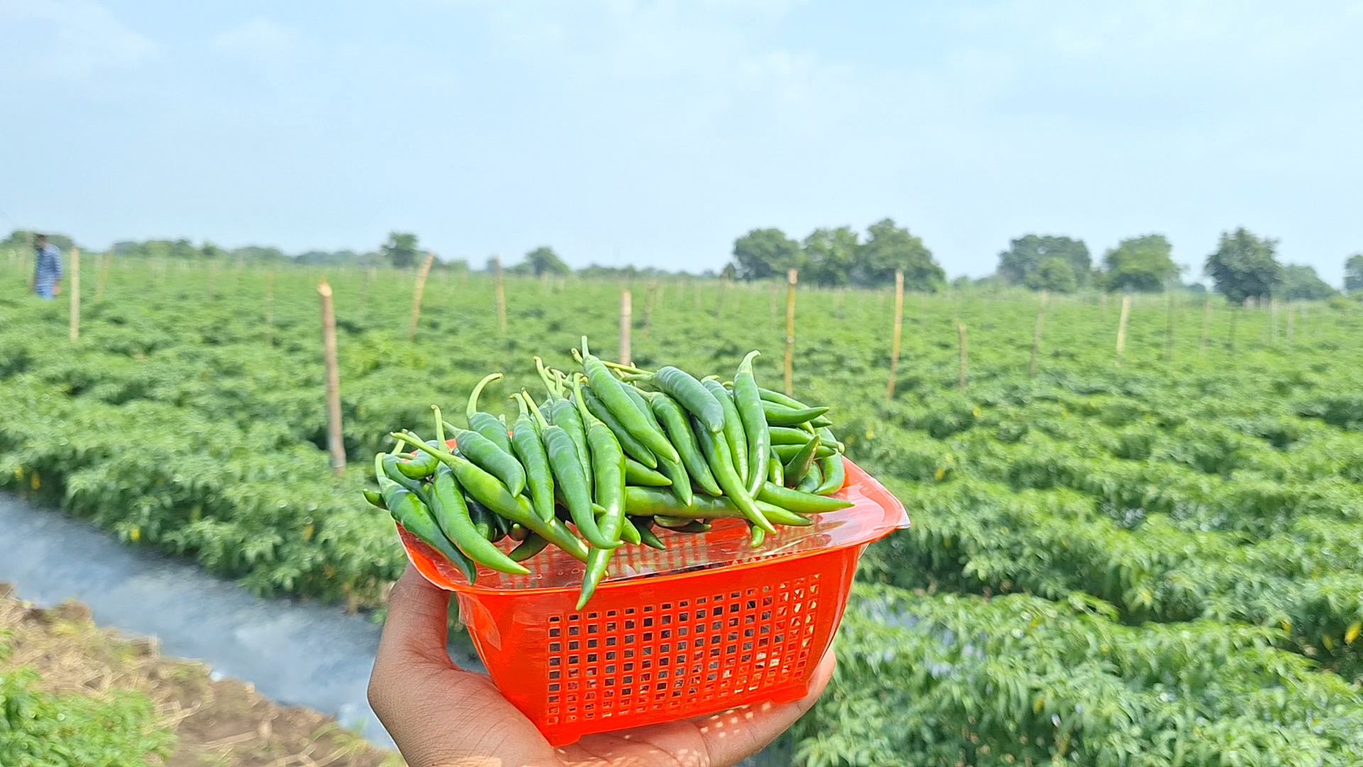 Products | Ardour Seeds India