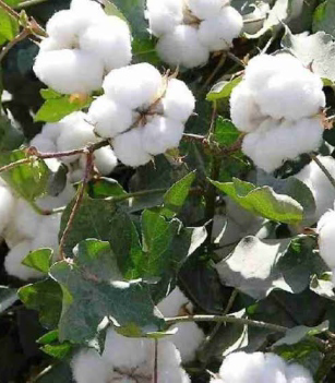 Products | Ardour Seeds India