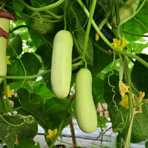 Products | Ardour Seeds India