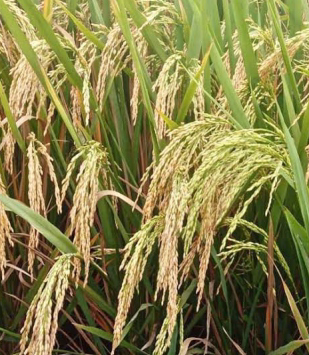Products | Ardour Seeds India