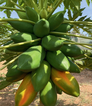 Products | Ardour Seeds India