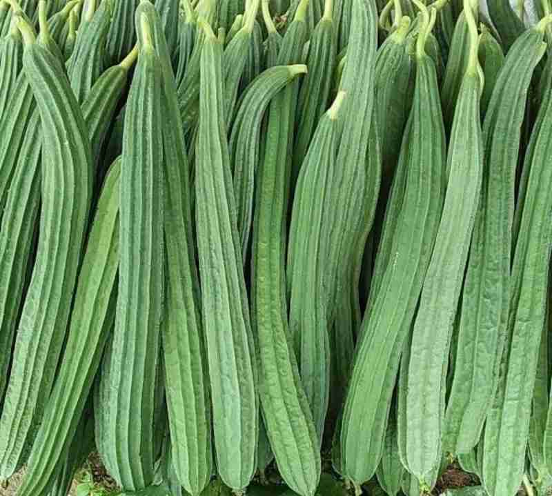 Products | Ardour Seeds India