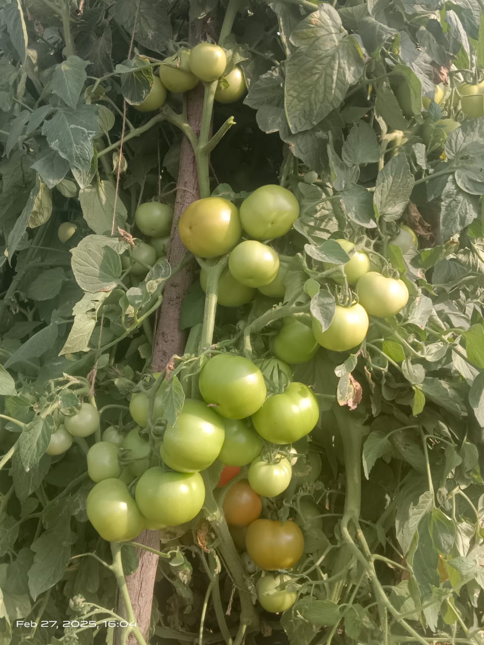 Products | Ardour Seeds India
